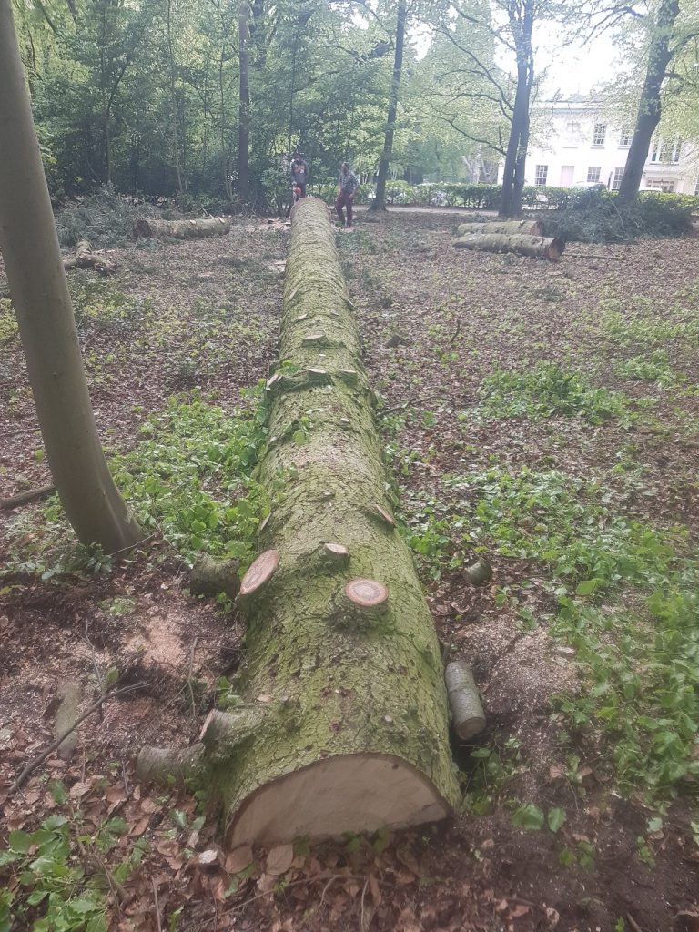 Safely Felling Large Dangerous Trees - Home | Farmland Forestry Tree ...
